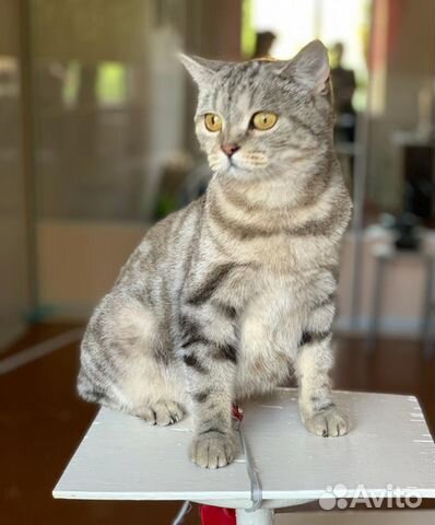Шотландская кошка