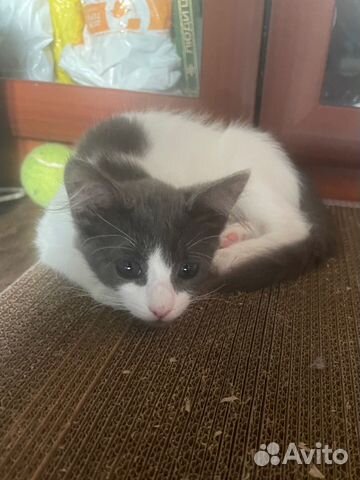 Котенок, которую вы полюбите