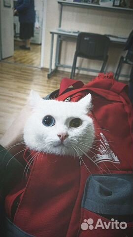 Кошка белая с разноцветными глазами