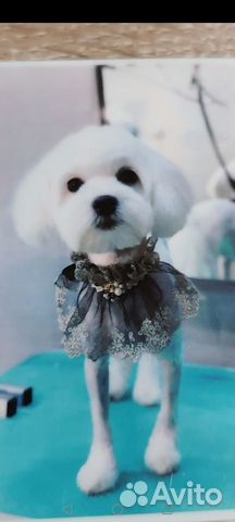 Мальтийская болонка