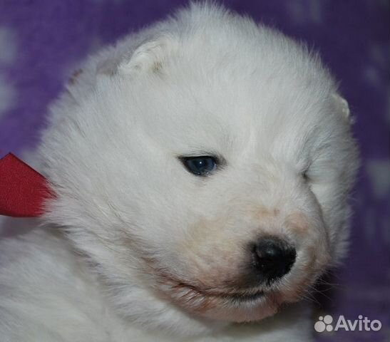 Племенной питомник Загадка Сибири