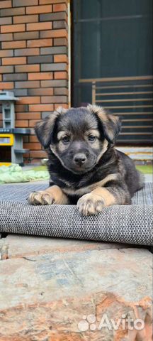 Маленький щеночек в добрые руки