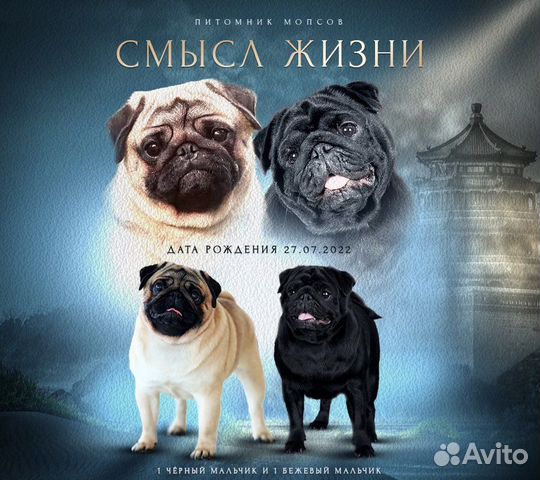 Щенки мопса