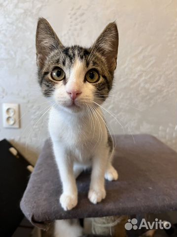 Котенок мальчик 3 мес