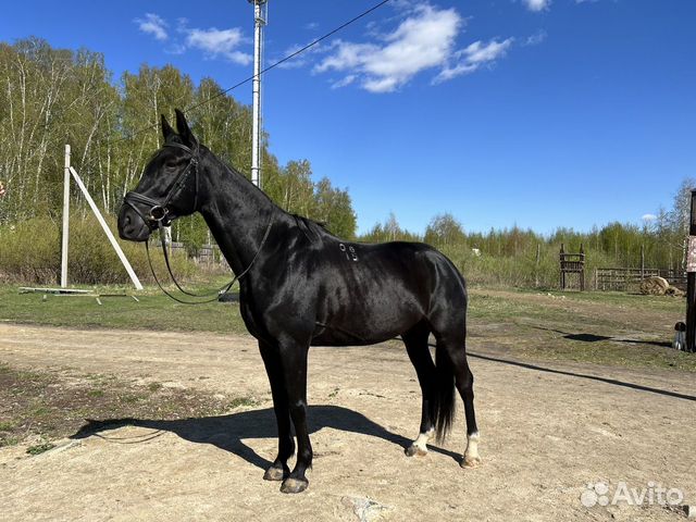 Мерин 2015 в спорт выездка конкур