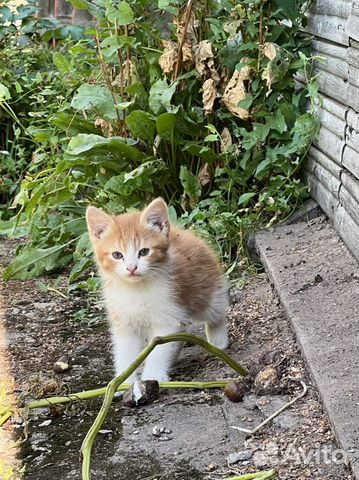 Кошка