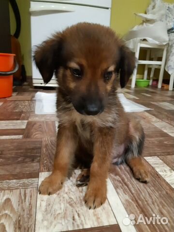 Щенок мальчик в добрые руки