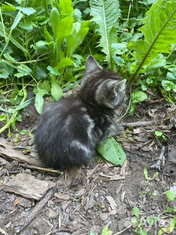 Котёнок