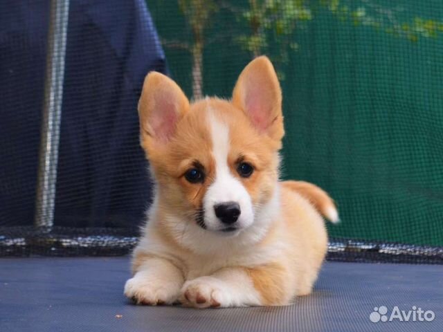 Нежная чудо девочка