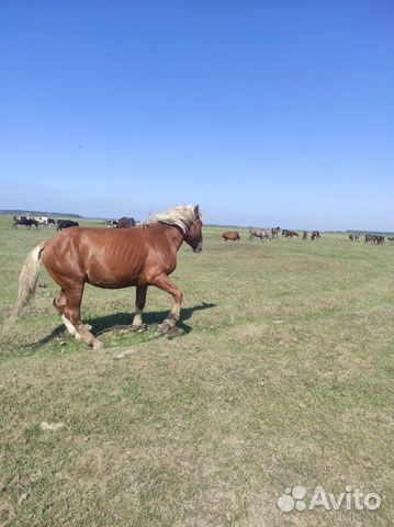 Жеребец 3 года