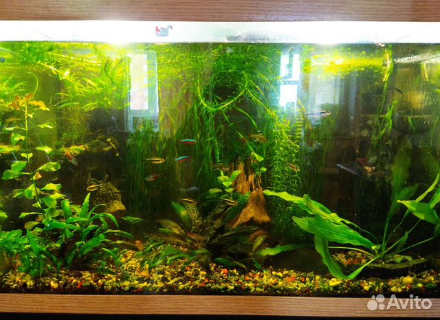 Растения в аквариум
