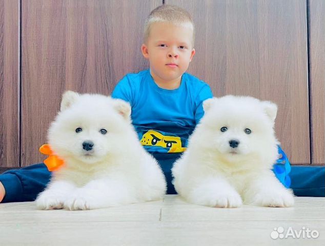 Белоснежные Щеночки Самоеда для Вас )