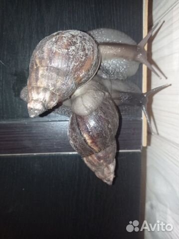 Улитки ахатины бесплатно