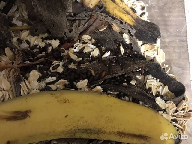 Жук знахарь