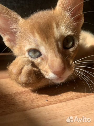 Чудо абиссинка