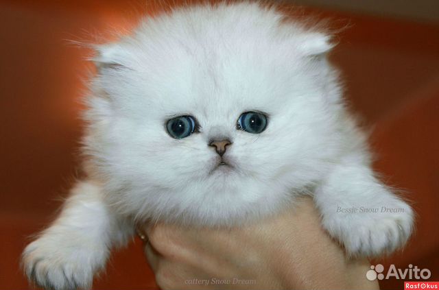 Британские котята пушистые