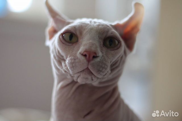 Канадский сфинкс