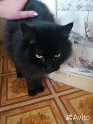 Кошечка Даша в добрые руки