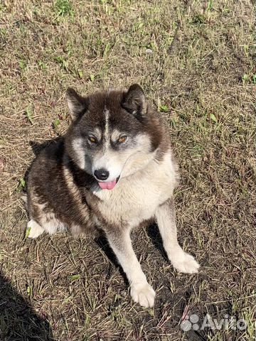 Сибирский хаски бесплатно