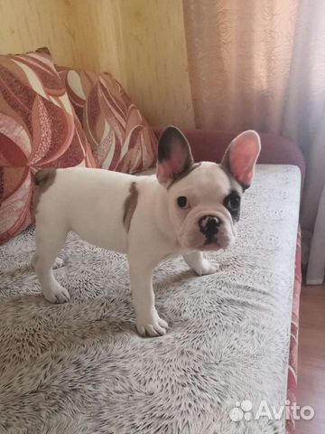 Французский бульдог щенки