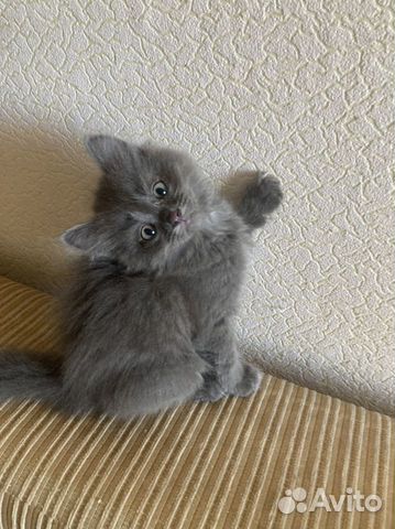 Кошки