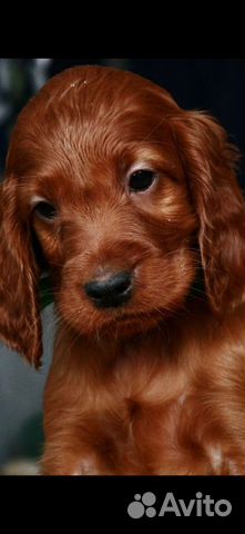 Запись на щенков сеттера ирландского