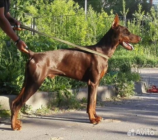 Кобель добермана для вязки