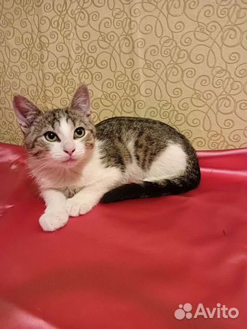 Сладкий котик, 2,5 месяца