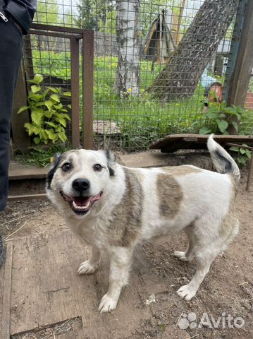 Миниатюрная Нота в добрые руки