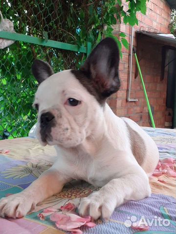 Французик-щенок, девочка, 3 мес