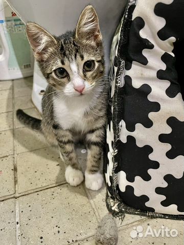 Котенок девочка в добрые руки