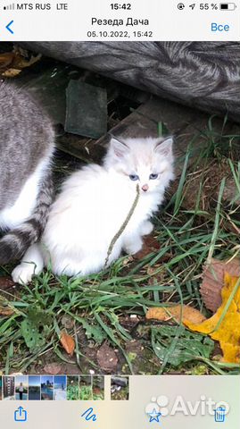 Котенок