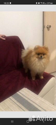 Померанский шпиц вязка кобель