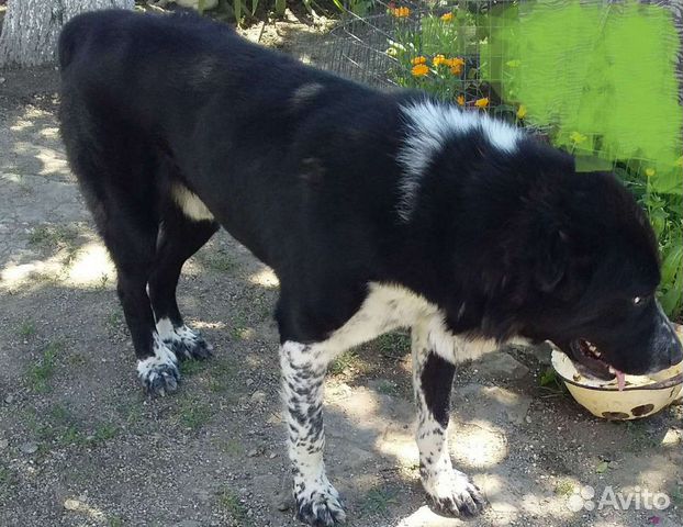 Пробилась собака, отдам в хорошие руки