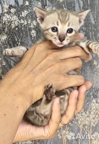 Бенгальская снежная девочка