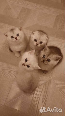 Шотландская