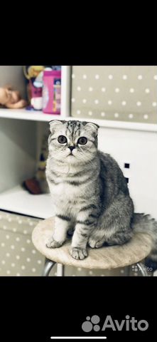 Шотландская