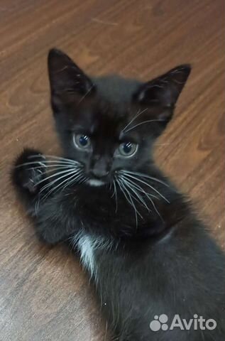 Котята в добрые руки бесплатно