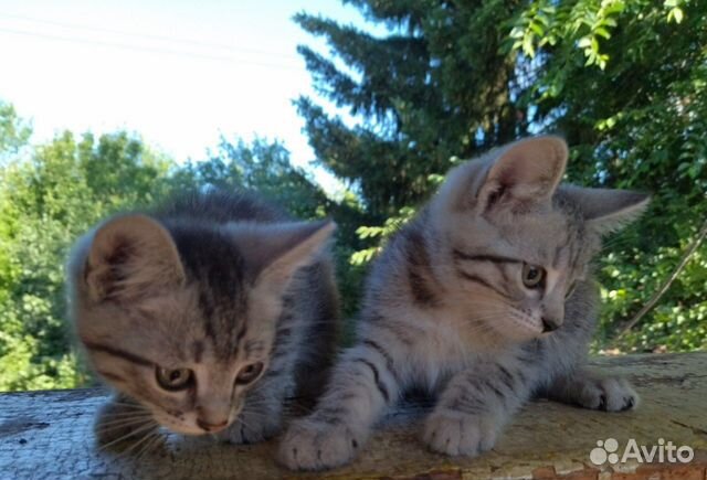 Котята бесплатно