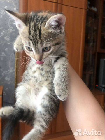 Кошки в добрые руки бесплатно