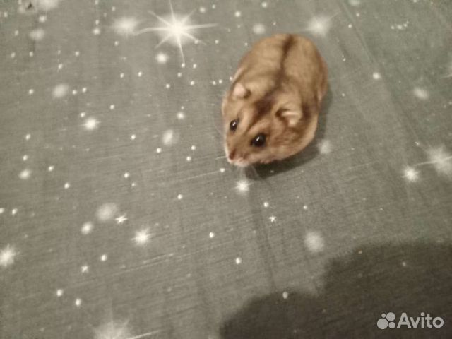 Джунгарский хомяк