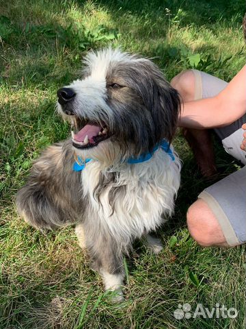 Пропадает в приюте такая красота