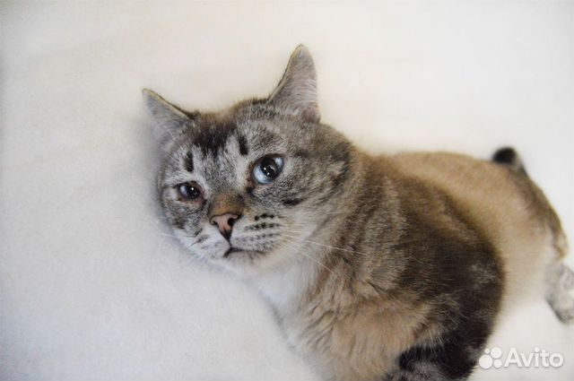 Вероока в добрые руки