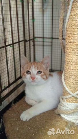 Кошка, котенок в добрые руки