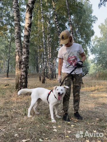 Красавица Майя из приюта ищет маму