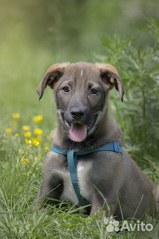 Ласковый умница щенок Дэкс 3мес