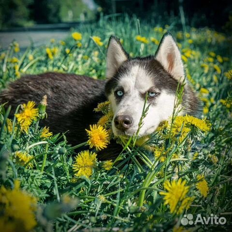 Сибирский хаски