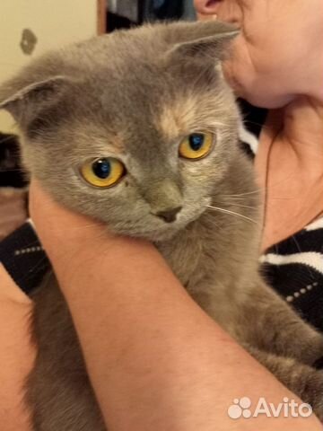 Пропадает кошка