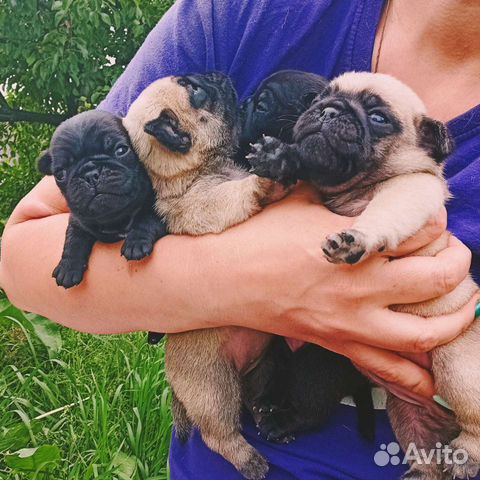 Щенки мопса