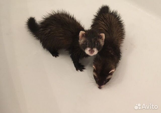 Хорек - щенок